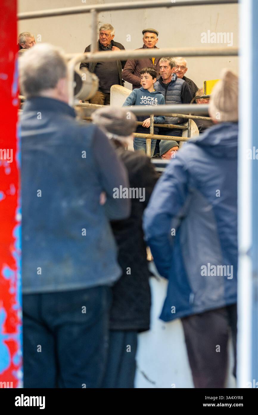 Weekly cattle mart in Macroom, West Cork, Ireland Stock Photo - Alamy