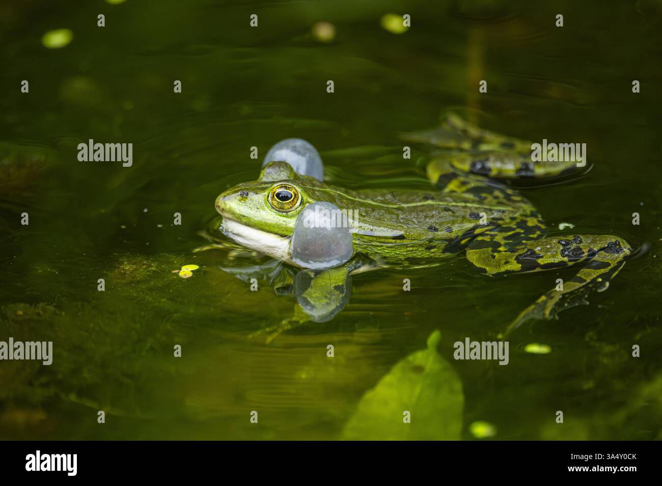 Quacking frog hi-res stock photography and images - Alamy