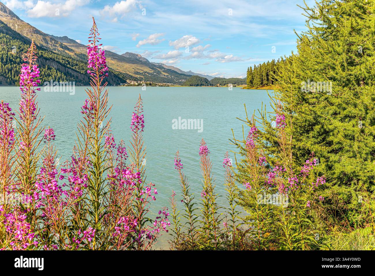 Colourful spring flowers at Lake Silvaplana, Engadine, Switzerland ...