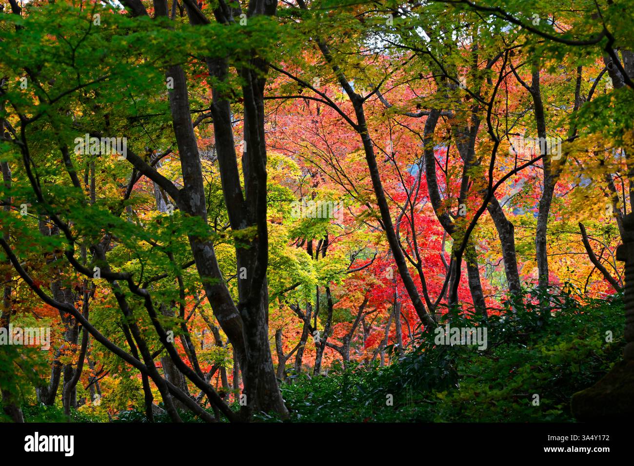 Okochi Sanso garden,Arashiyama,Kyoto,Japan Stock Photo - Alamy