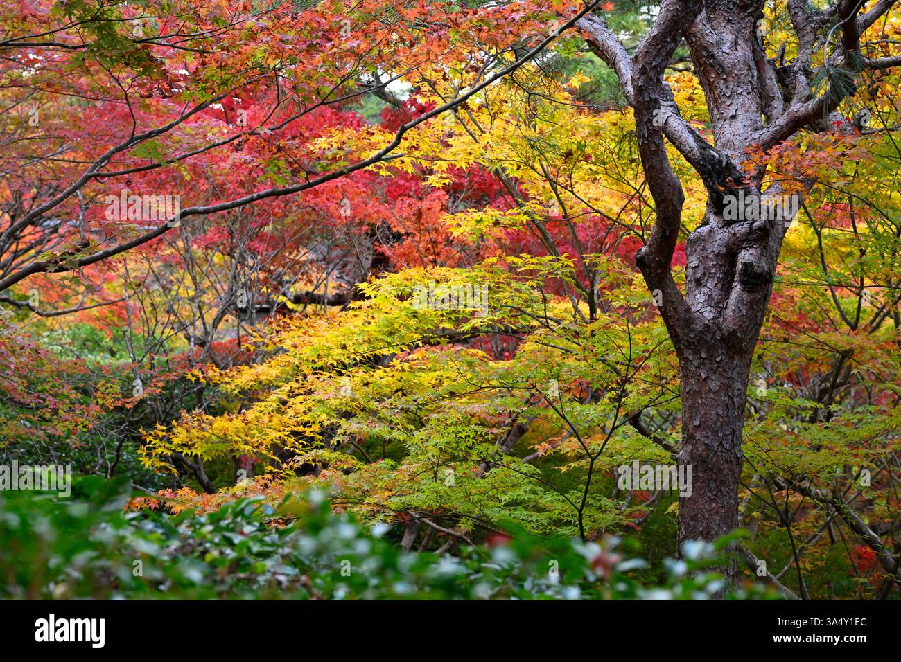 Okochi Sanso garden,Arashiyama,Kyoto,Japan Stock Photo - Alamy