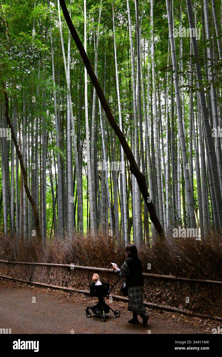 Japan,Honshu island, Kansai region, Kyoto, Arashiyama Sagana, a bamboo ...