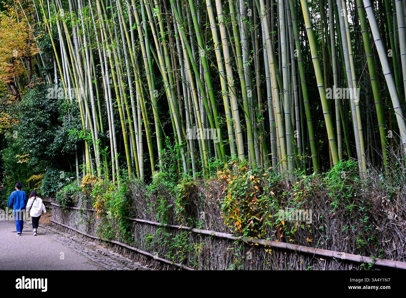 Japan,Honshu island, Kansai region, Kyoto, Arashiyama Sagana, a bamboo ...