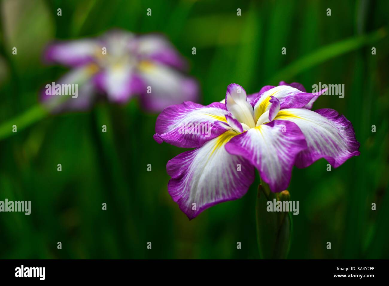 Irises bloom at Ritsurin Koen gardens, Takamatsu,Japan Stock Photo - Alamy