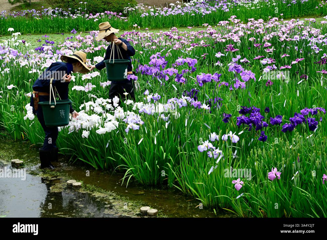 Irises bloom at Ritsurin Koen gardens, Takamatsu,Japan Stock Photo - Alamy