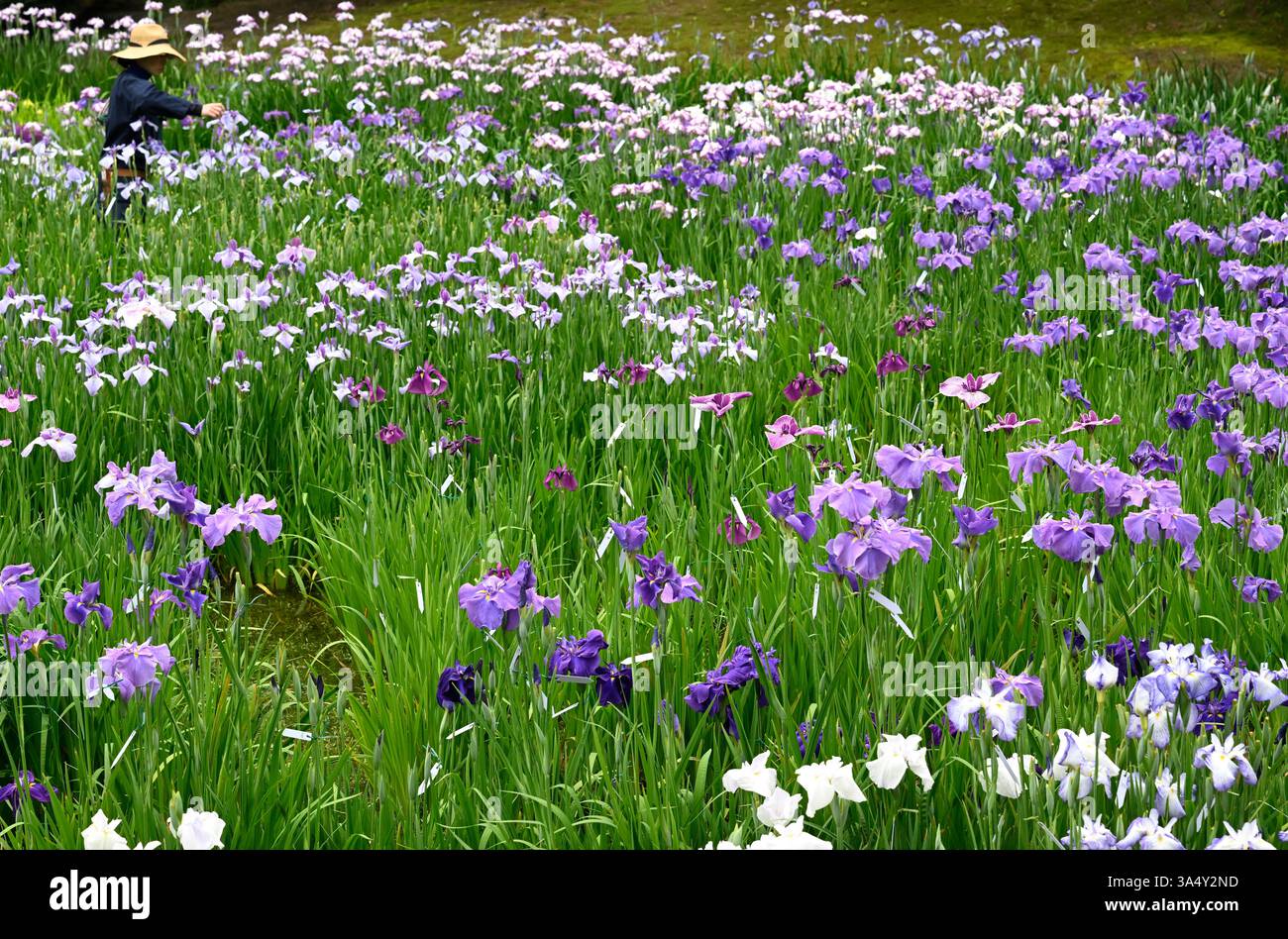 Irises bloom at Ritsurin Koen gardens, Takamatsu,Japan Stock Photo - Alamy