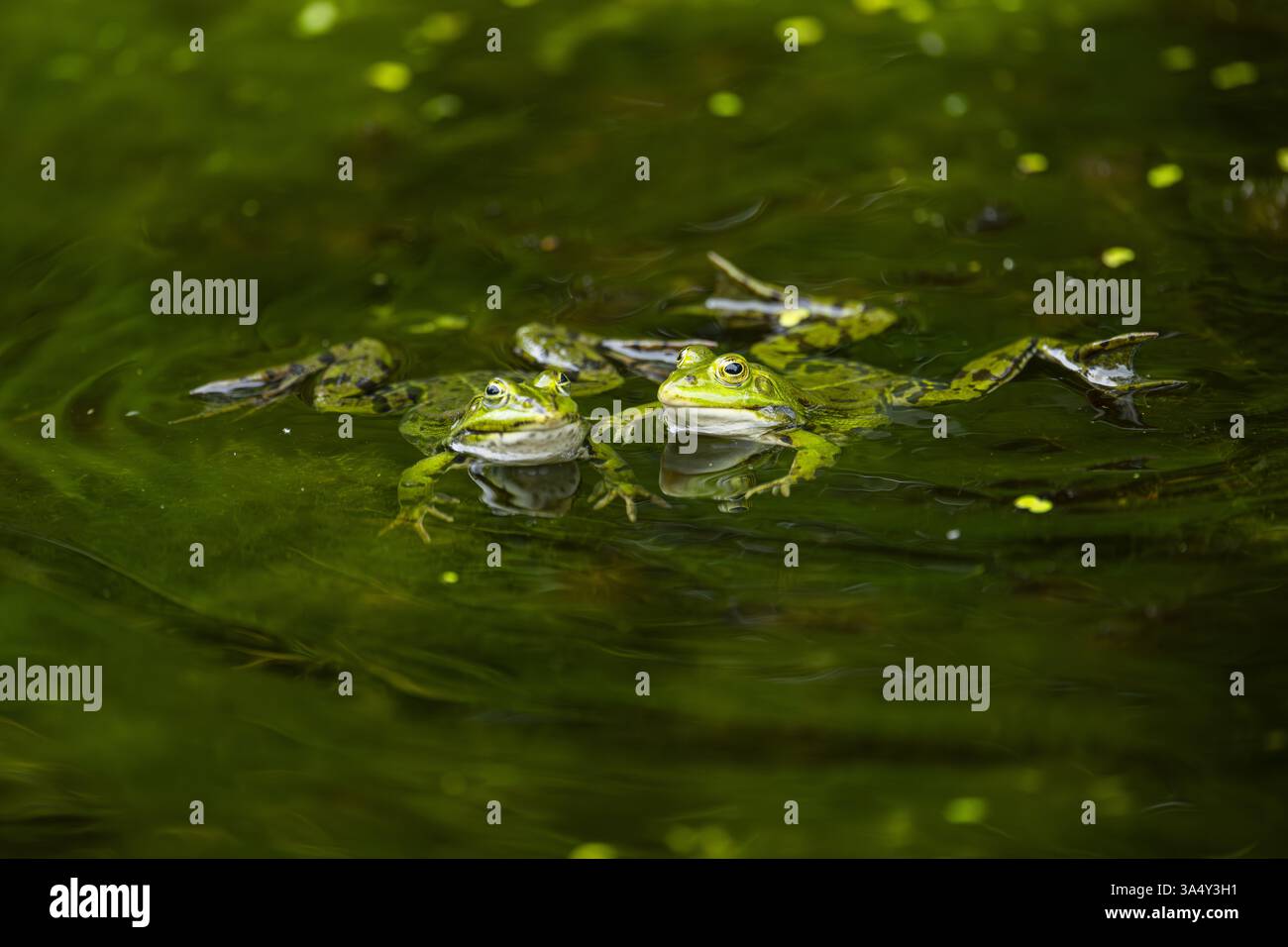 water frog in the lake Stock Photo - Alamy