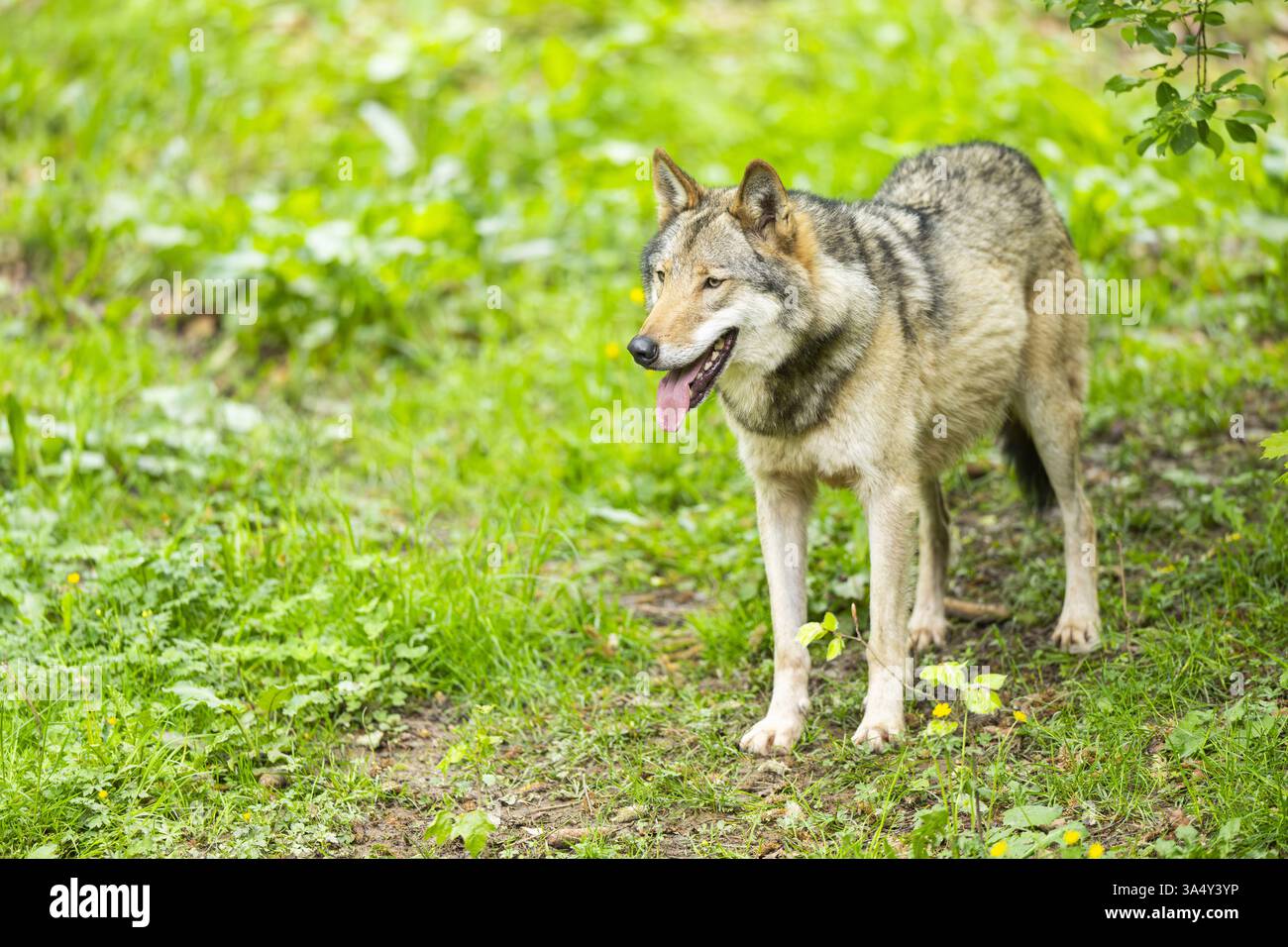 Carnivores panting summer wild hi-res stock photography and images - Alamy