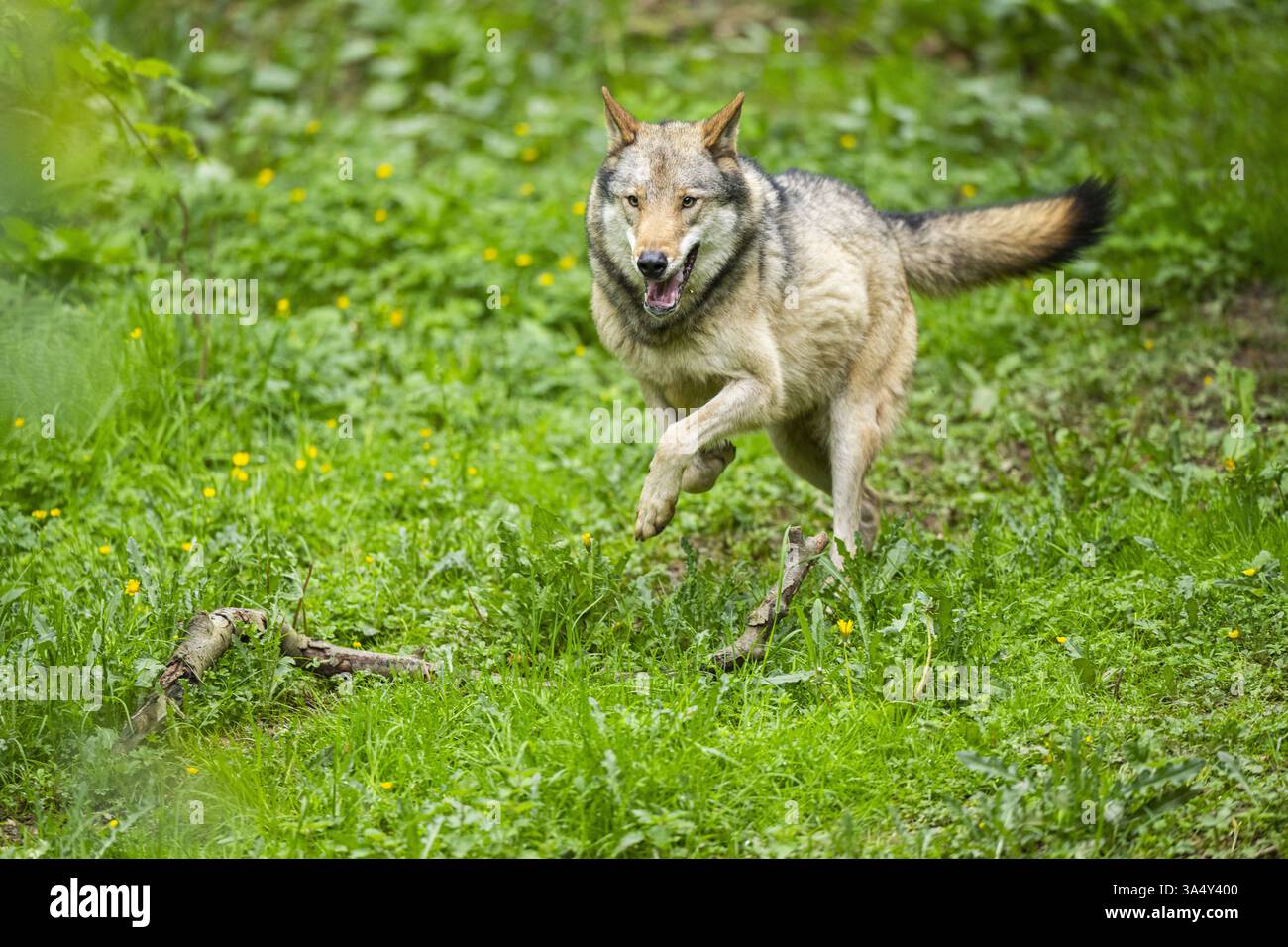 Wolf moves hi-res stock photography and images - Alamy
