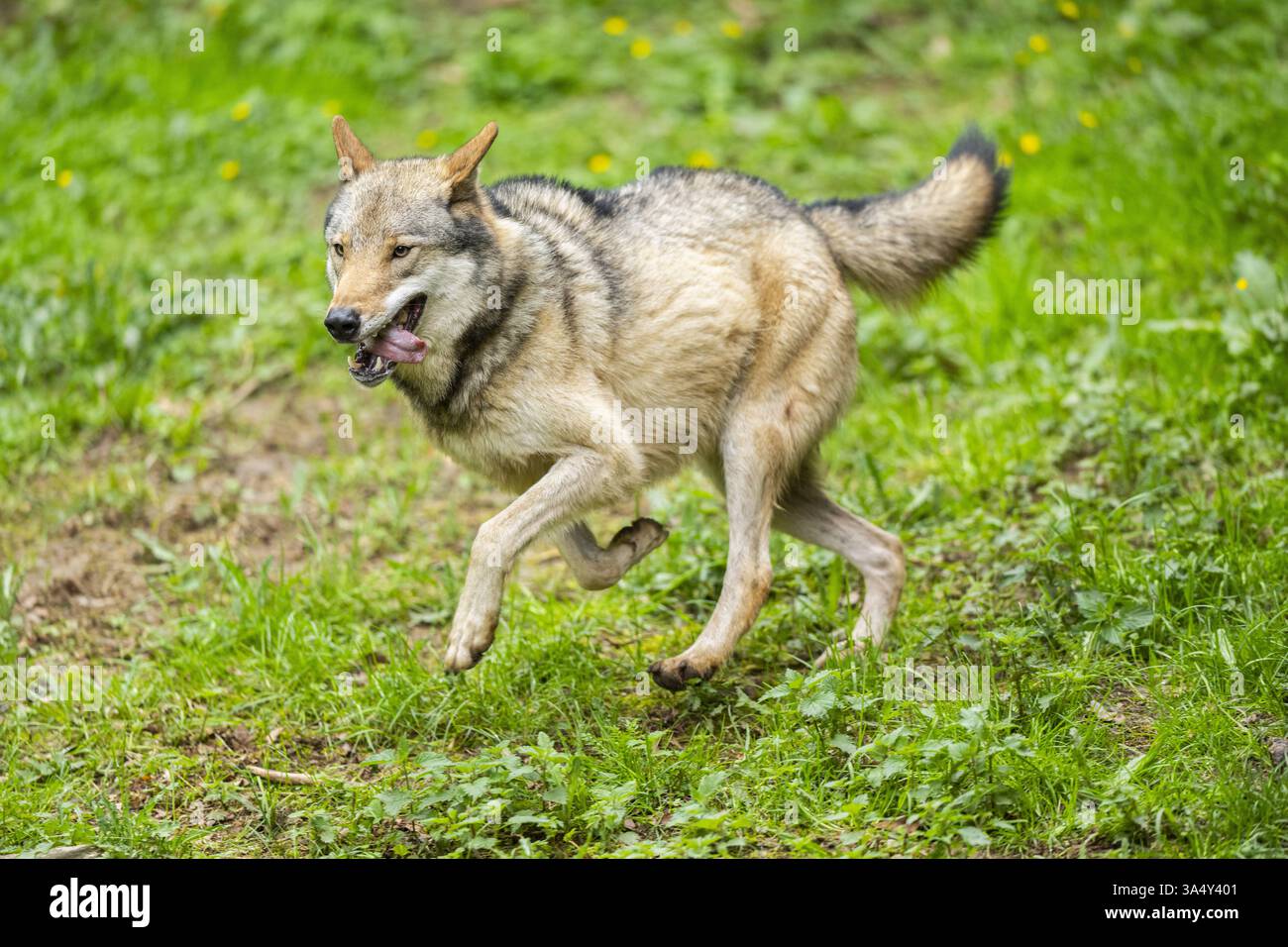 Wolf moves hi-res stock photography and images - Alamy