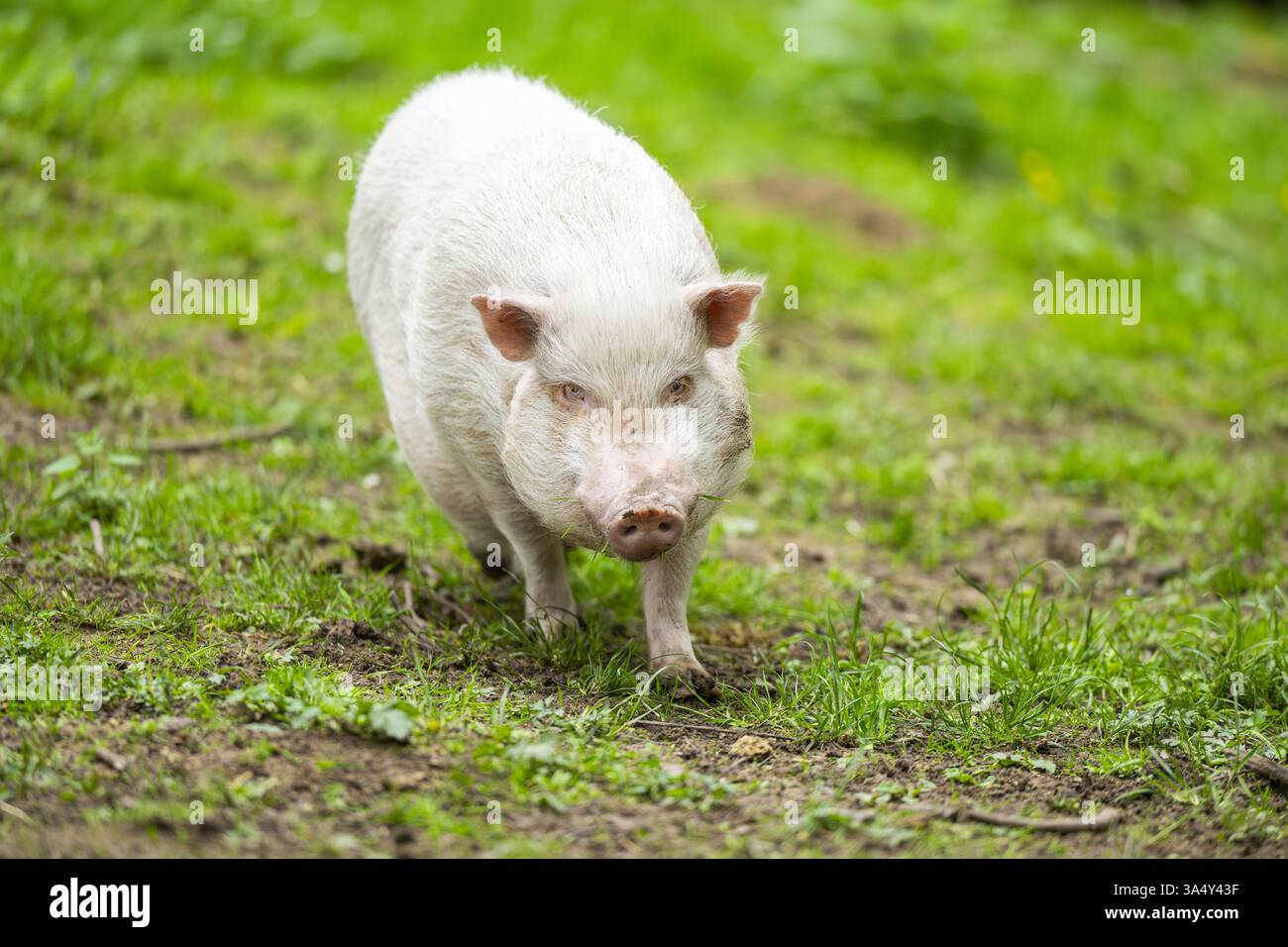 Vietnamese Pot-bellied pig Stock Photo - Alamy