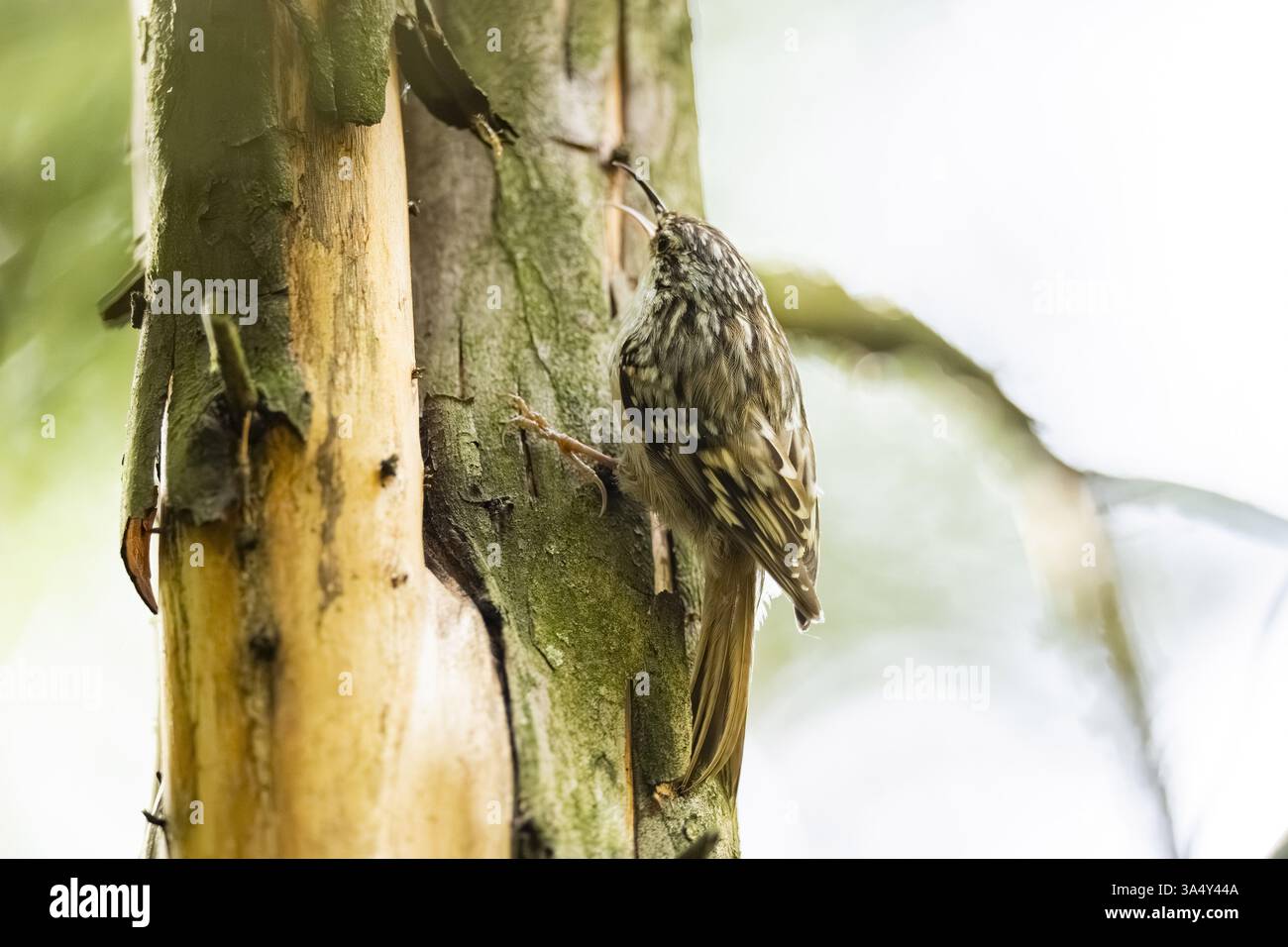 Tree creeper behaviour hi-res stock photography and images - Alamy