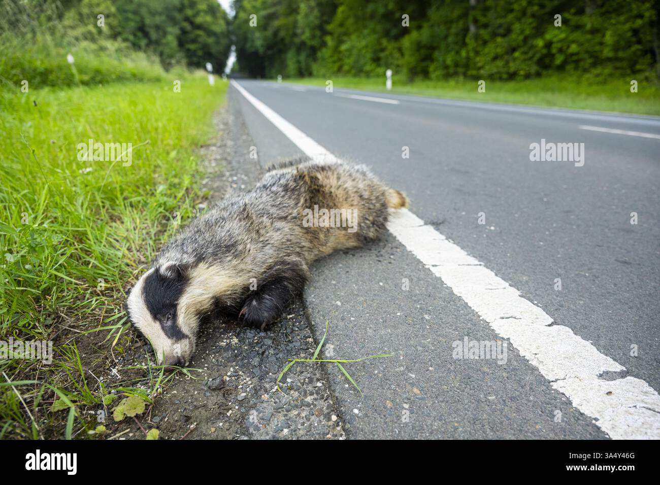 Run over badger lying on the roadside Stock Photo - Alamy