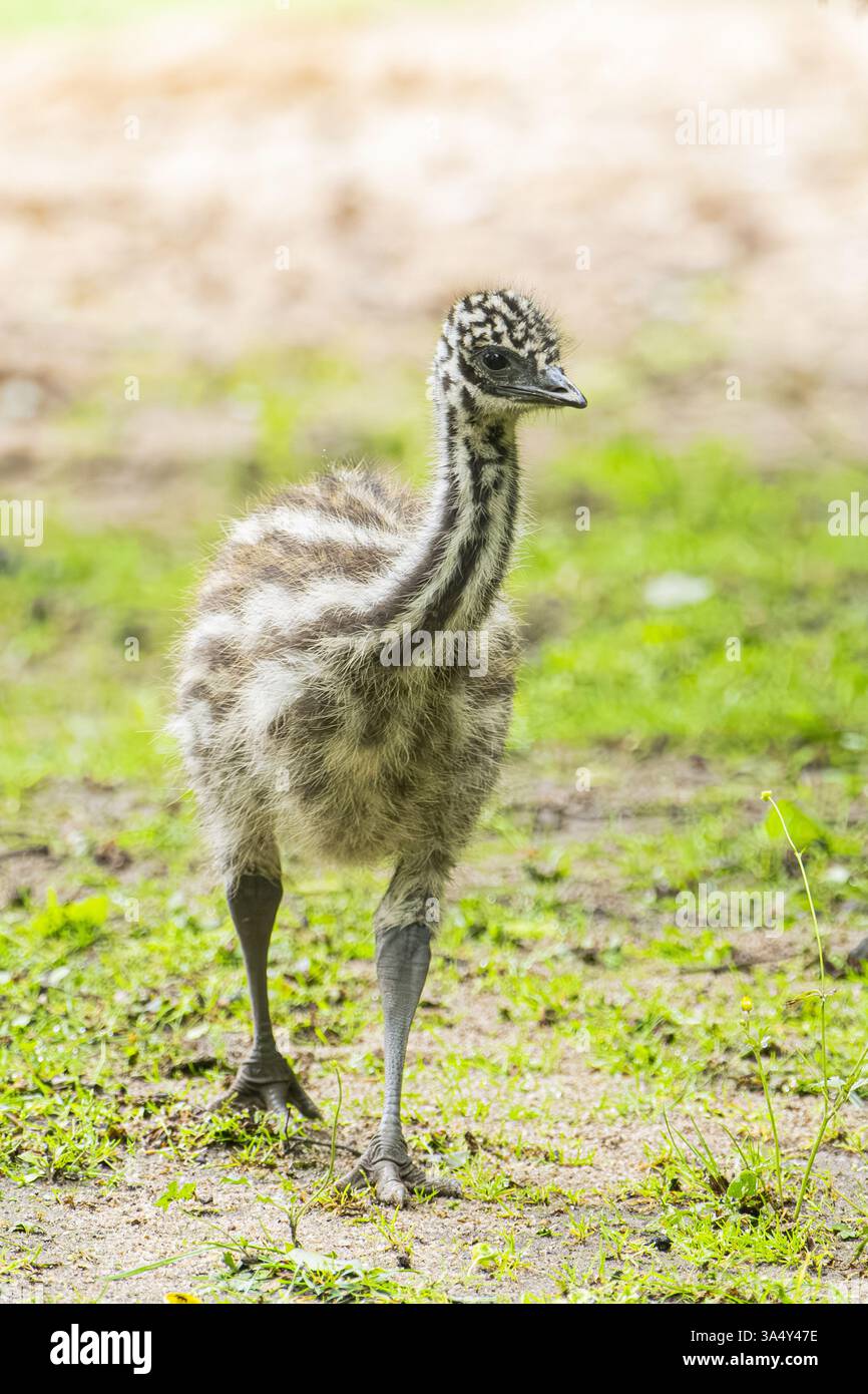 Solo emu hi-res stock photography and images - Alamy
