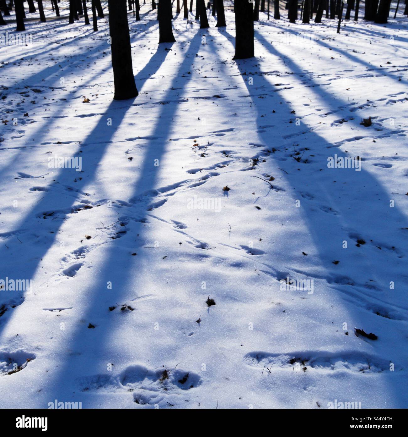 thin layer of snow on the ground, blue shadows of the trees falling ...