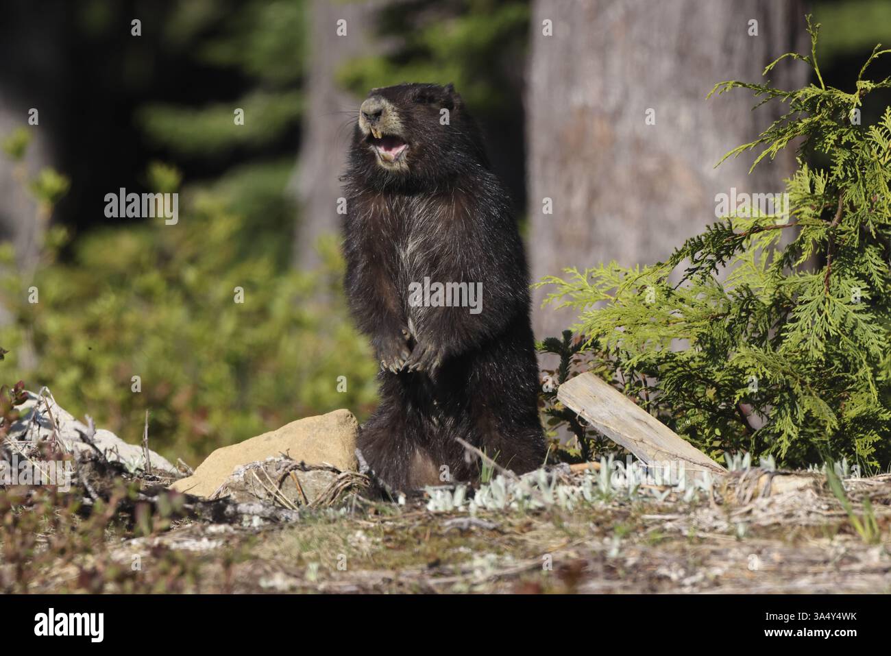 Vancouver Island marmot Stock Photo - Alamy