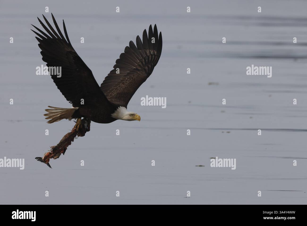 American bald eagle Stock Photo - Alamy