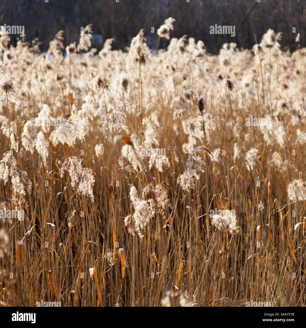 Dead dry stalks of common reed bed in a pond in winter Stock Photo - Alamy