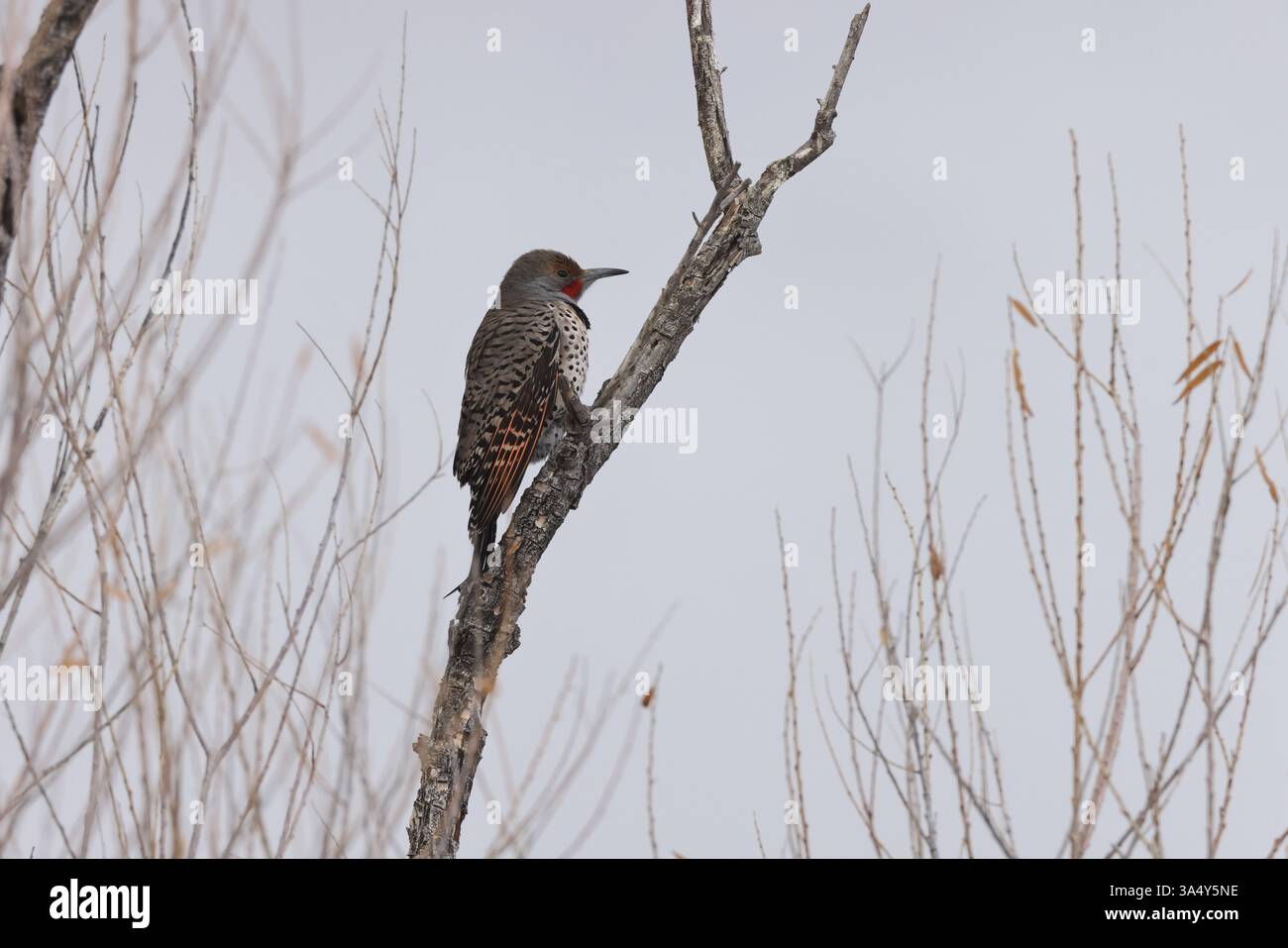 Flickers profile hi-res stock photography and images - Alamy
