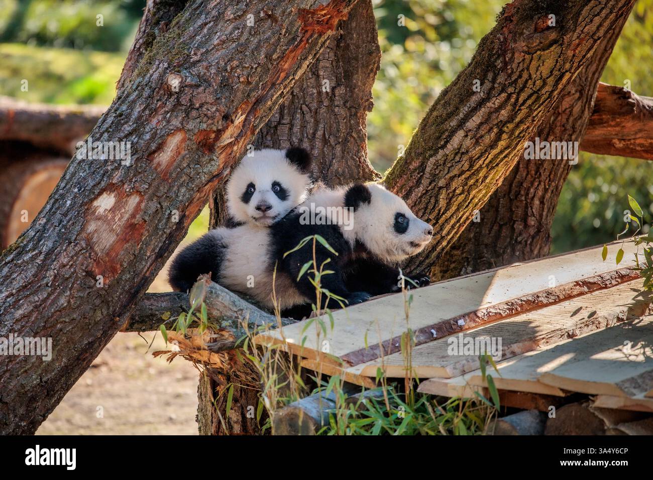 Berlin, Germany. 20th Mar, 2025. Panda twins Leni and Lotti explore the ...