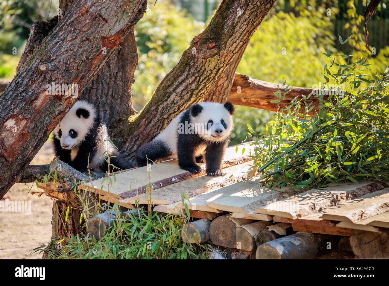 Berlin, Germany. 20th Mar, 2025. Panda twins Leni and Lotti explore the ...