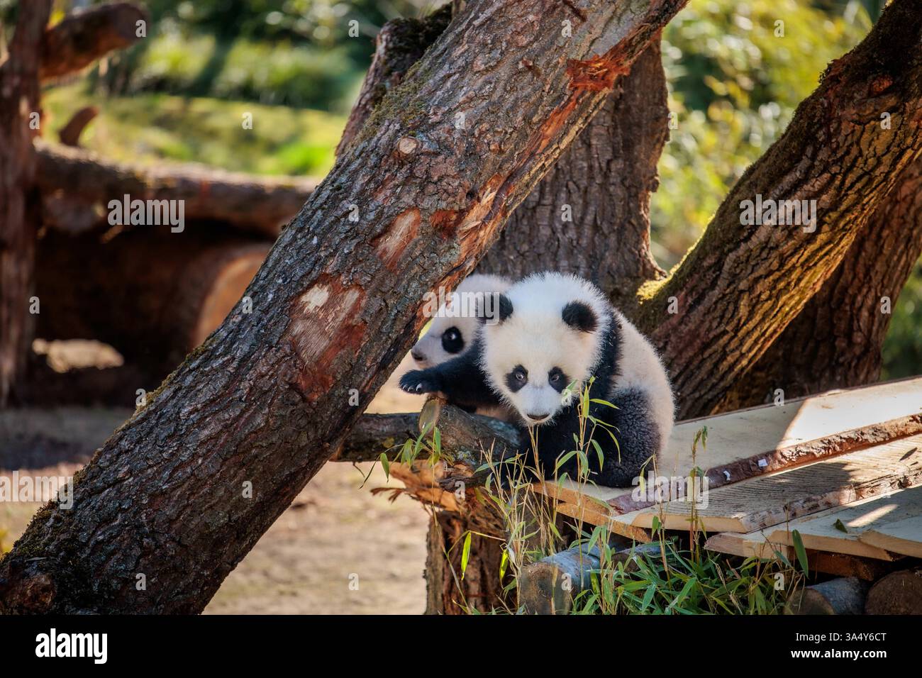 20 March 2025, Berlin: Panda twins Leni and Lotti explore the new ...