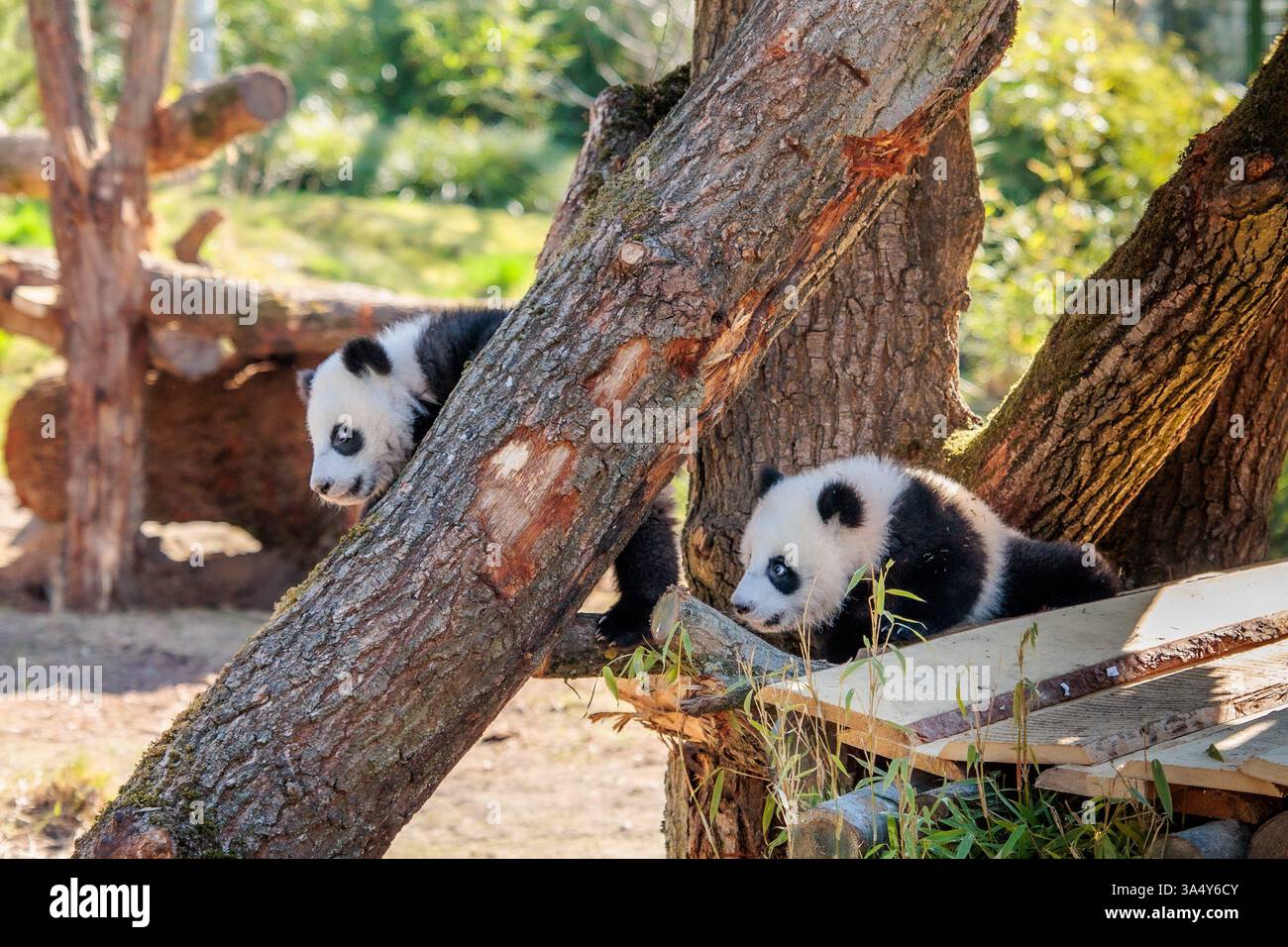 Berlin, Germany. 20th Mar, 2025. Panda twins Leni and Lotti explore the ...