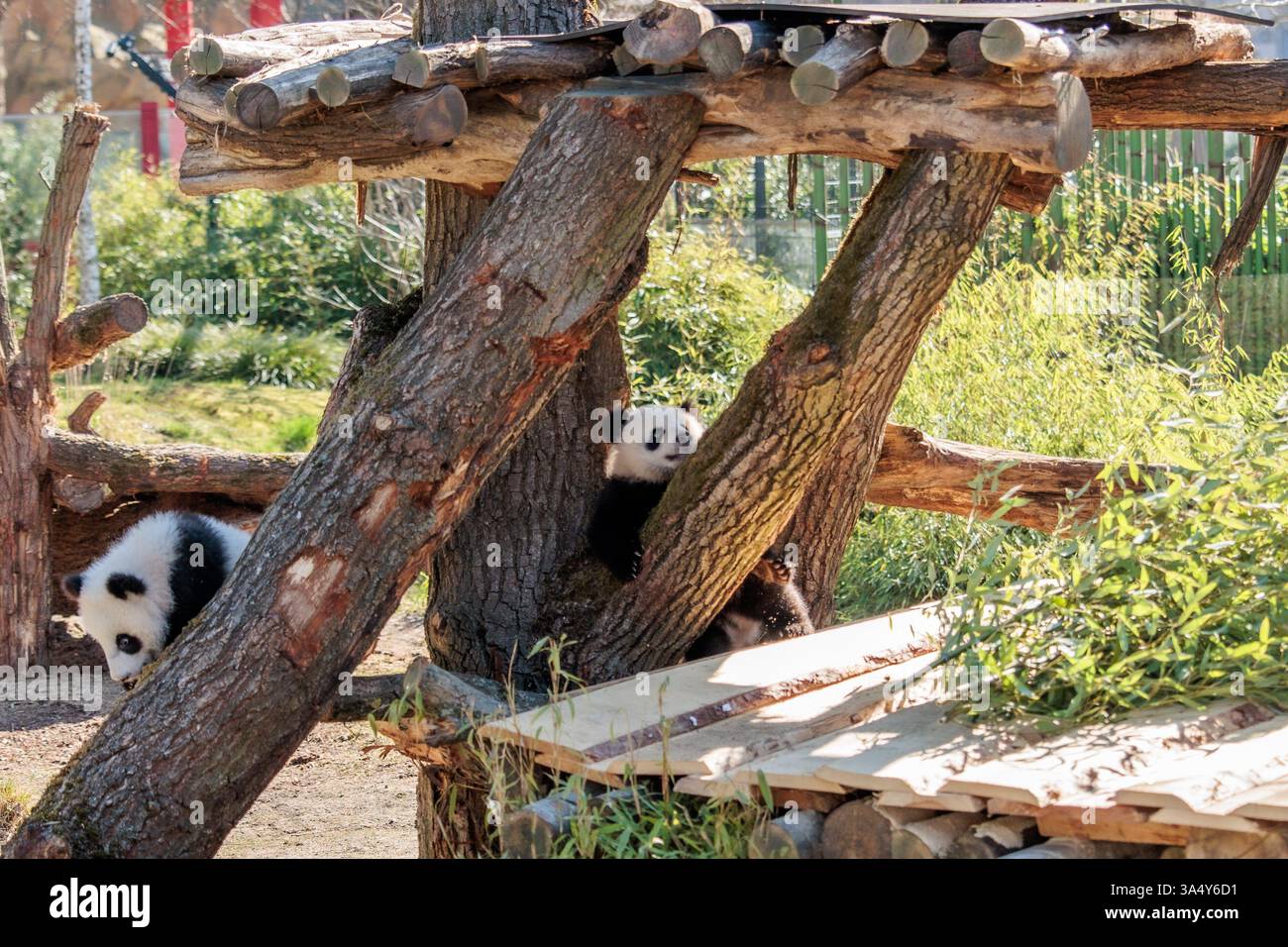 Berlin, Germany. 20th Mar, 2025. Panda twins Leni and Lotti explore the ...
