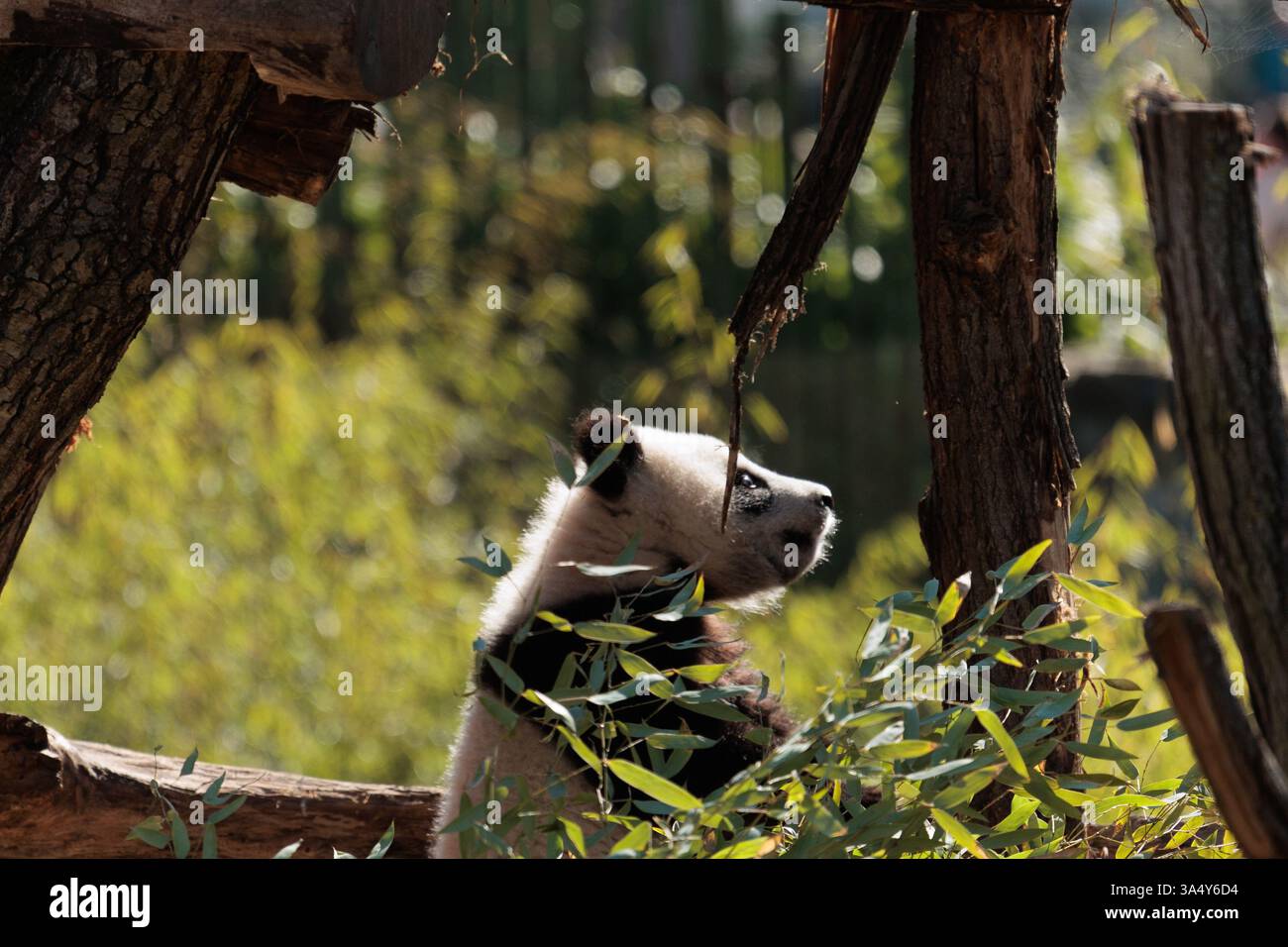 Berlin, Germany. 20th Mar, 2025. Panda twins Leni and Lotti explore the ...
