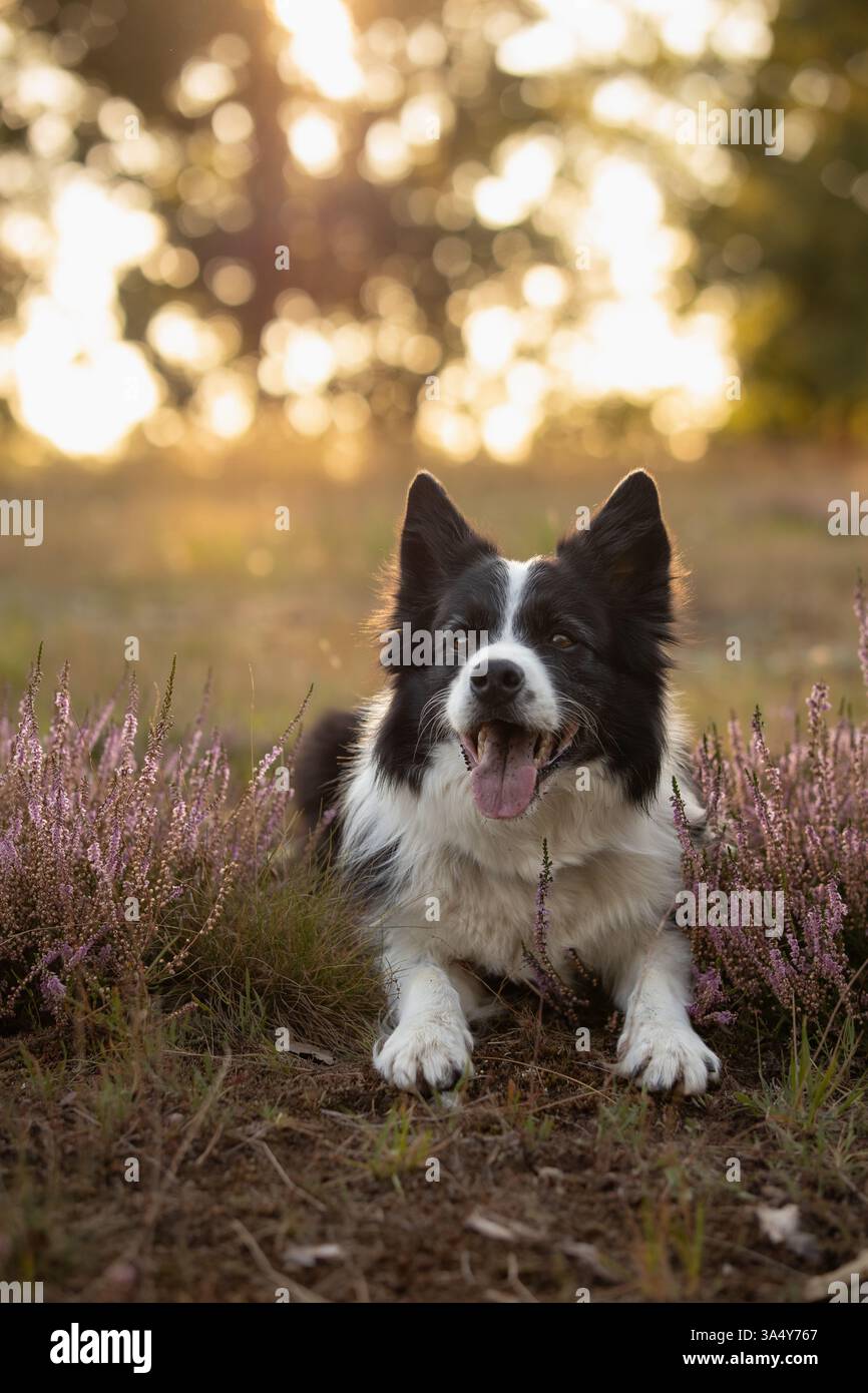 Border Collie Smiles in Meadow with Pink Heather and Bokeh Background ...