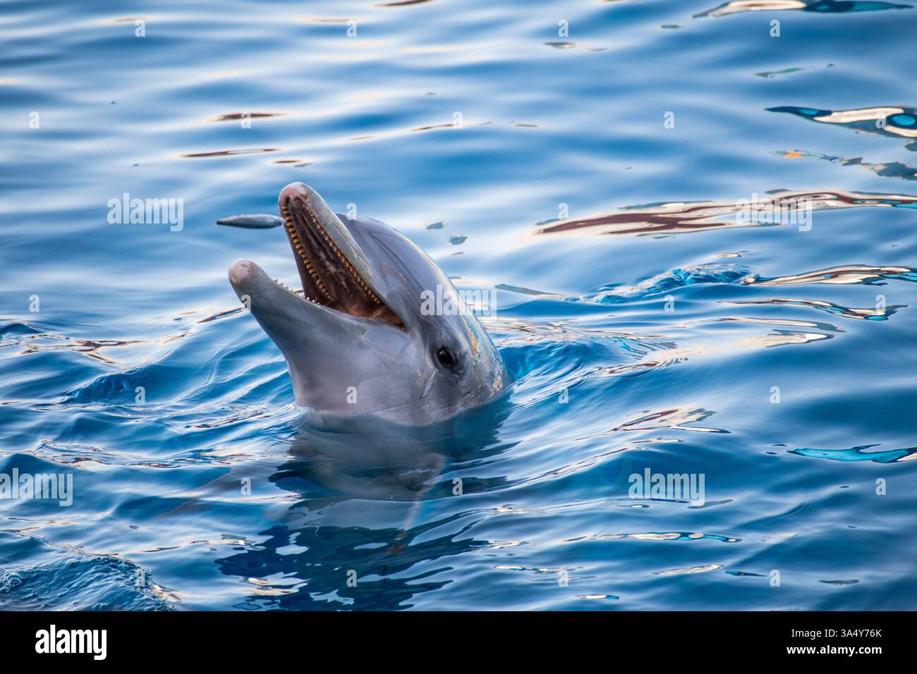Bottlenose Dolphin Catching a Fish in Blue Wet Water. Marine Mammal ...