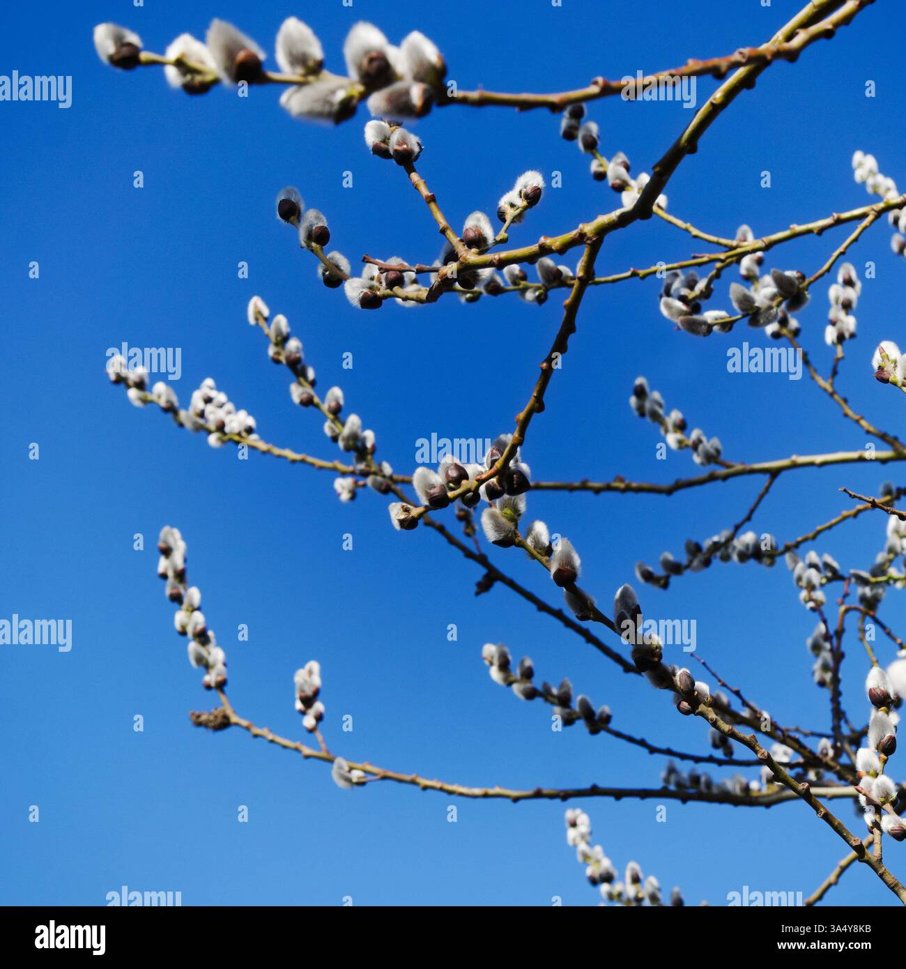 Slender catkins hi-res stock photography and images - Alamy