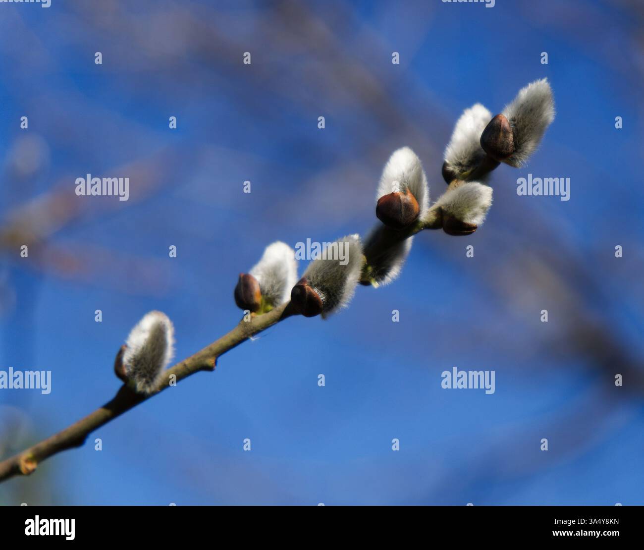 Slender catkins hi-res stock photography and images - Alamy