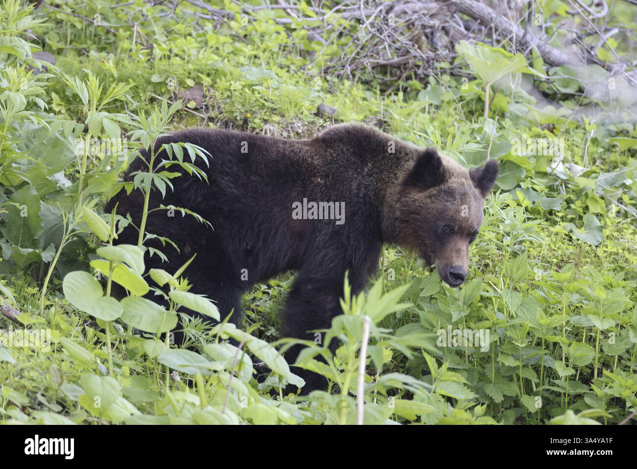 Ussuri brown bear Stock Photo - Alamy