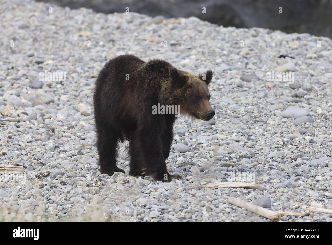 Ussuri brown bear Stock Photo - Alamy