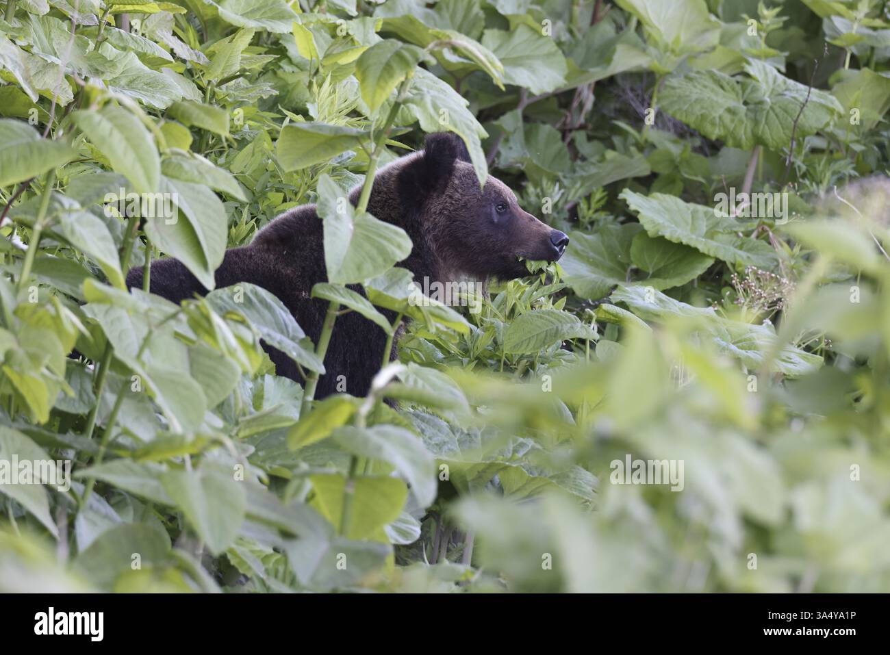 Ussuri brown bear Stock Photo - Alamy