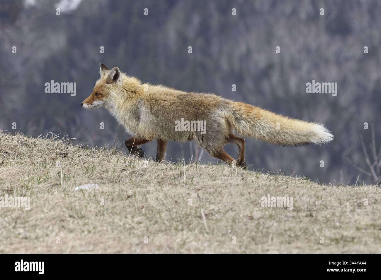 Red fox vulpes going hi-res stock photography and images - Alamy