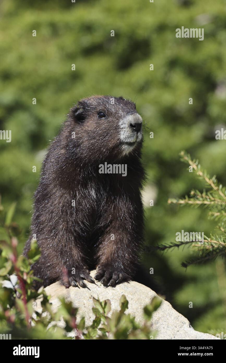 Vancouver Island marmot Stock Photo - Alamy