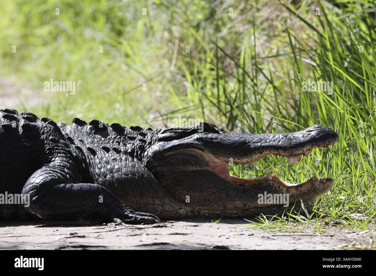 Alligator profile with open mouth hi-res stock photography and images ...