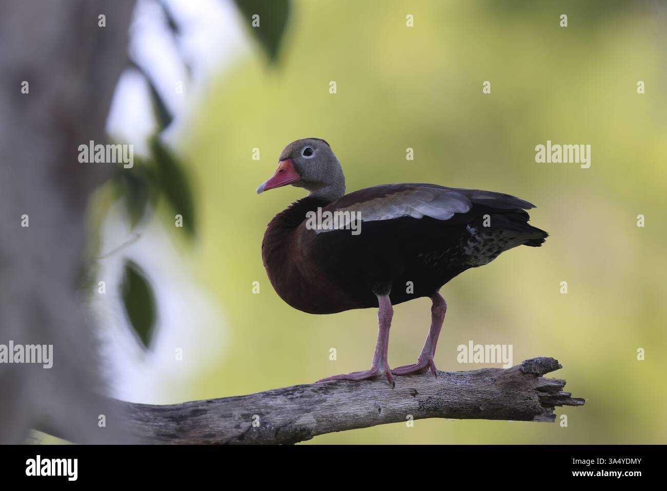 Red bellied tree duck hi-res stock photography and images - Alamy