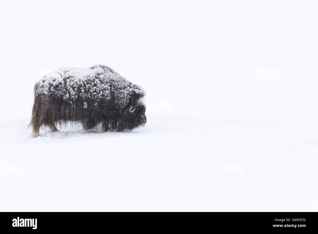 Musk ox side view Cut Out Stock Images & Pictures - Alamy