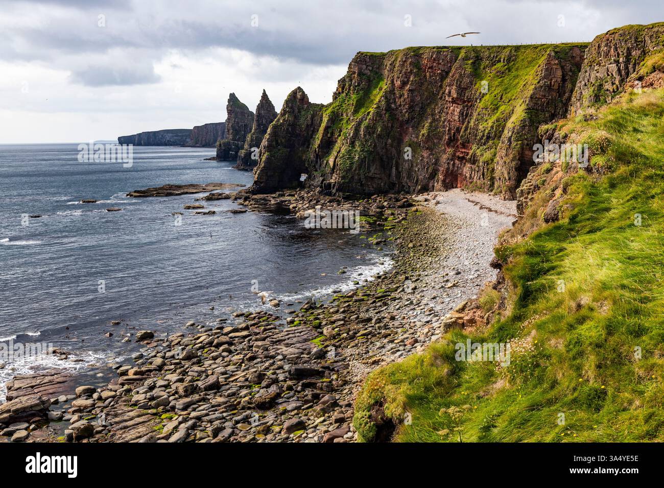 Duncansby Stacks, a breathtaking coastal wonder in Scotland, rise from the North Sea. Standing ...