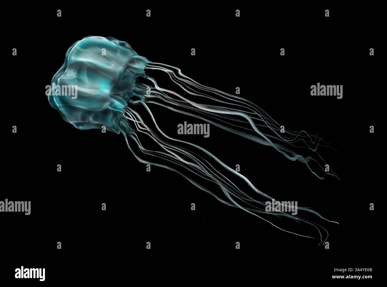 Box jellyfish rare cube shaped venomous jellyfish isolated on black ...