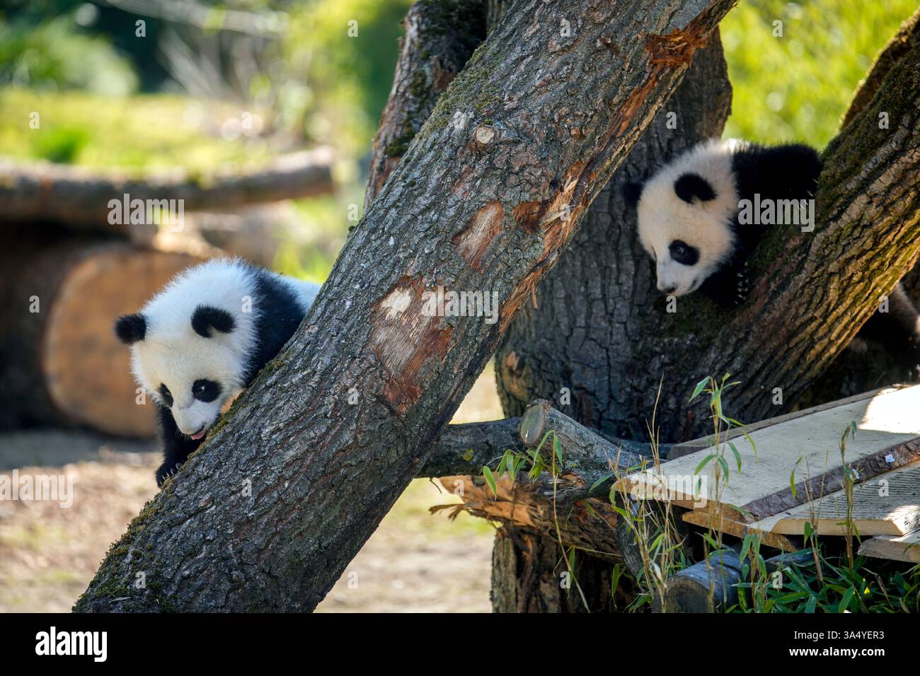 Giant panda cub twins Leni and Lotti play in an outdoor area of the ...