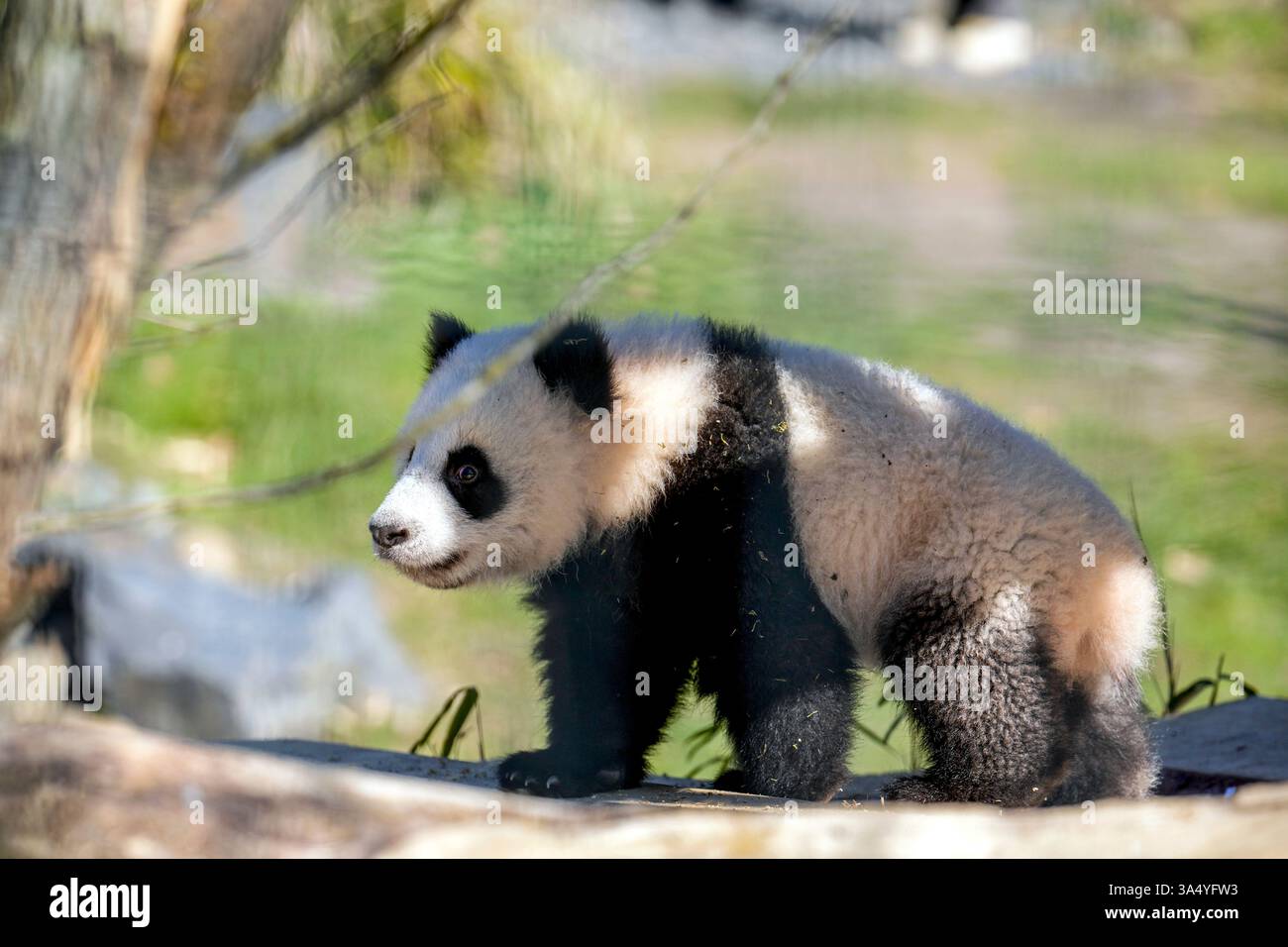 One of the giant panda cub twins Leni or Lotti plays in an outdoor area ...