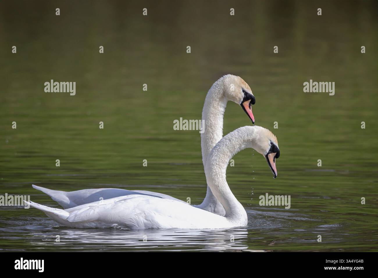 Pair of mute swans, male and female, engaged in mating rituals on lake ...