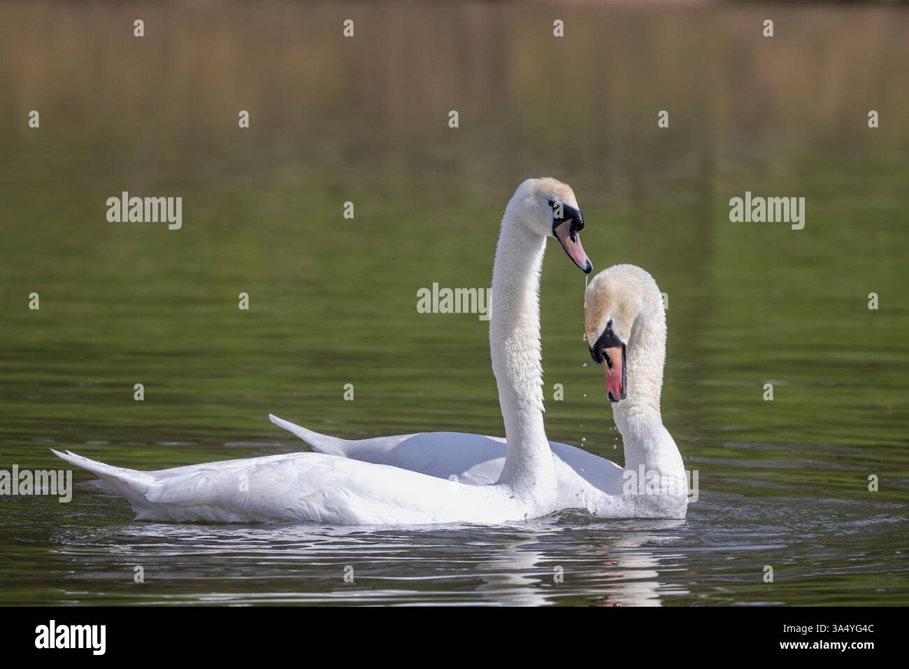 Pair of mute swans, male and female, engaged in mating rituals on lake ...
