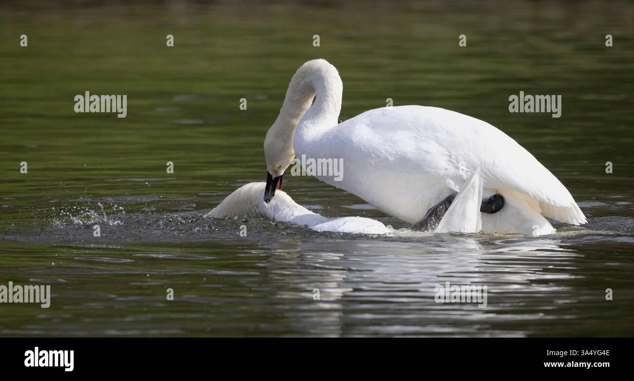 Pair of mute swans, male and female, mating in lake in Wiltshire, UK on ...