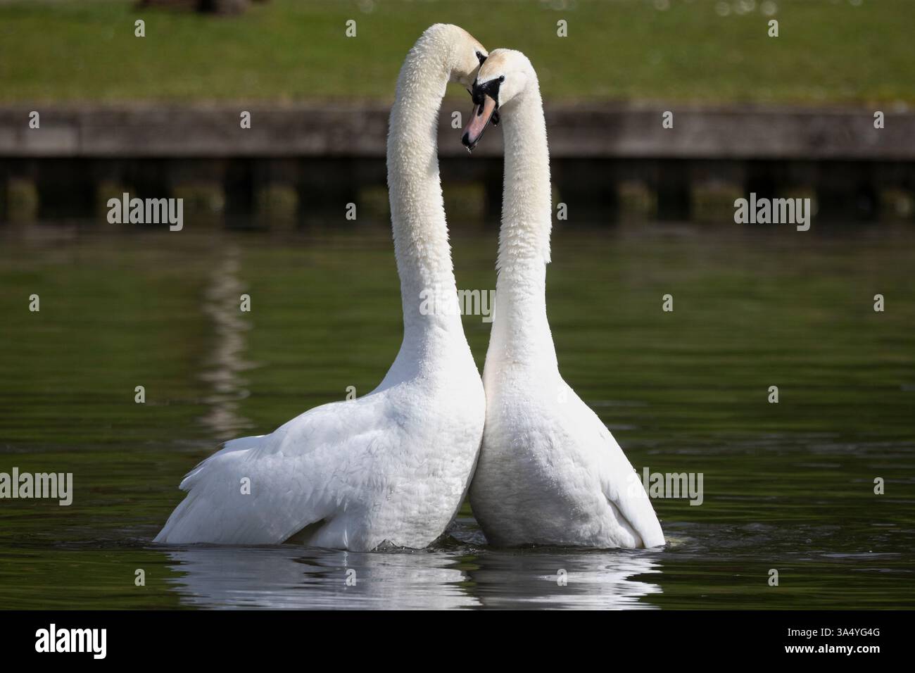 Pair of mute swans, male and female, engaged in mating rituals on lake ...