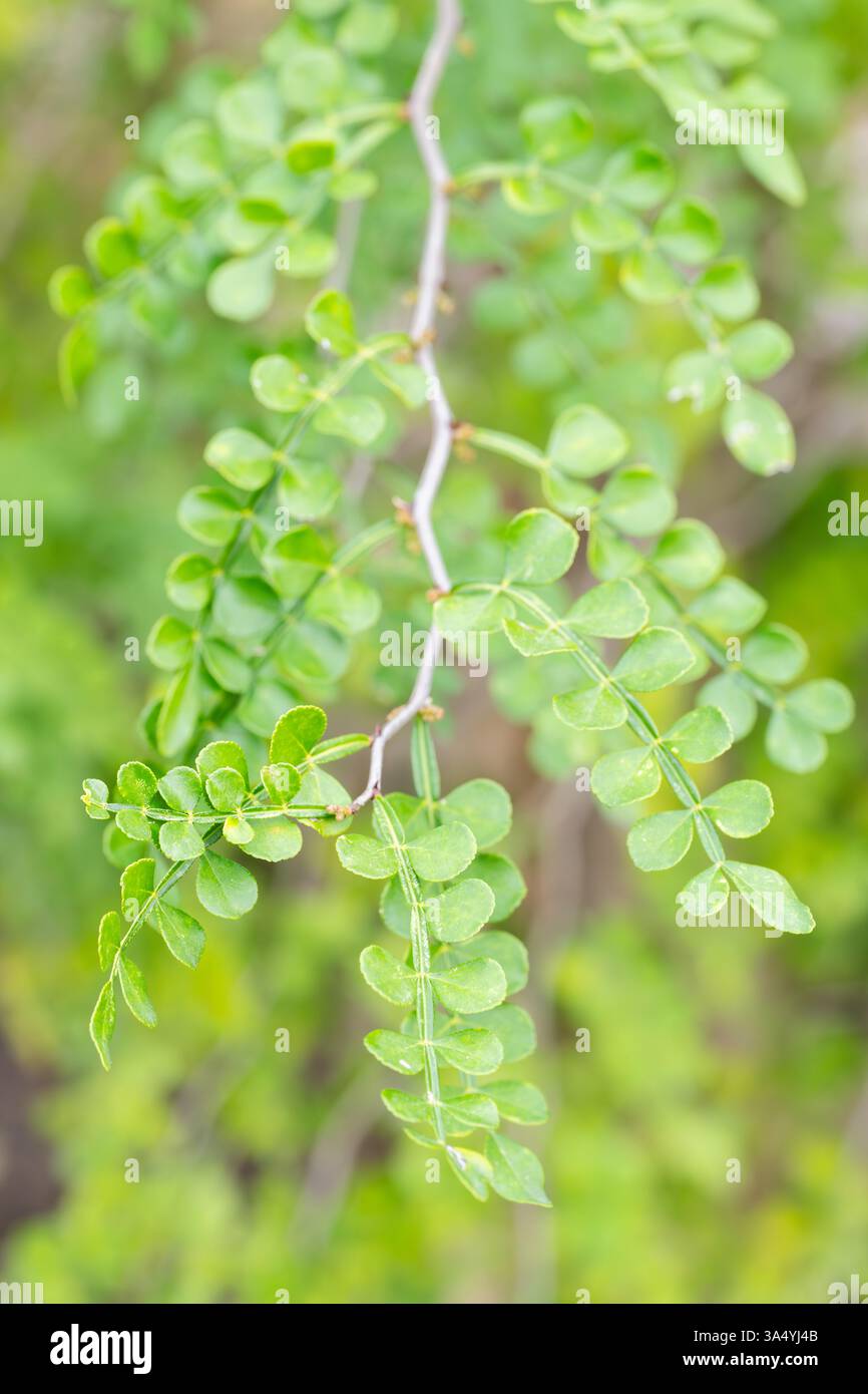 Lime prickly ash, Zanthoxylum fagara, is a subtropical native plant of ...